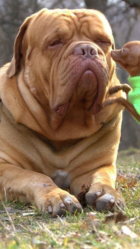 Huge Bulldog