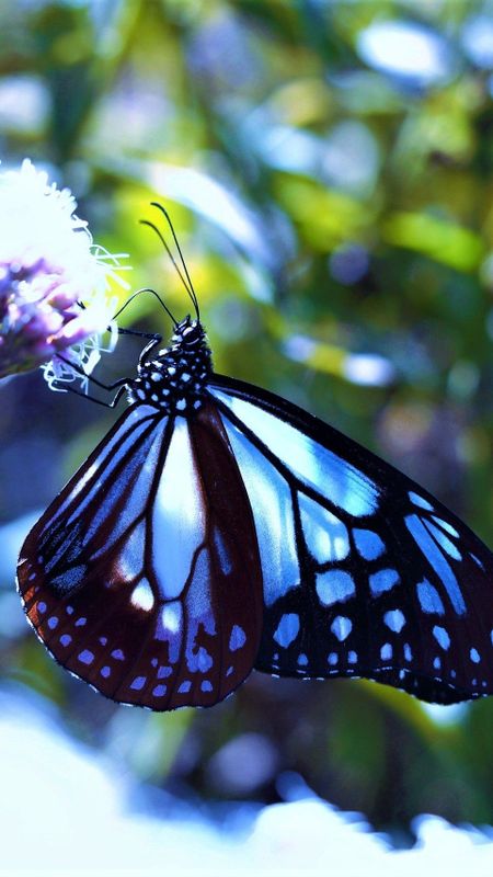 Real Butterfly Background