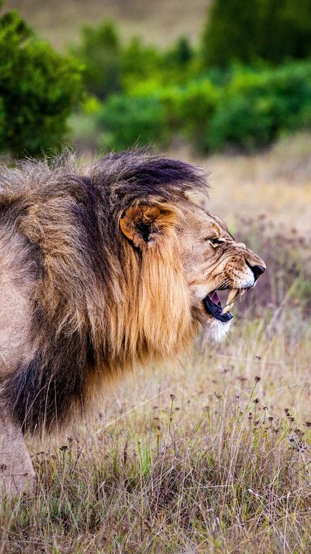 Angry Male Lion Wallpaper