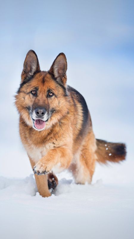 German Shepherd Wallpaper In Snow