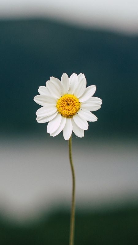 Daisy Wallpaper