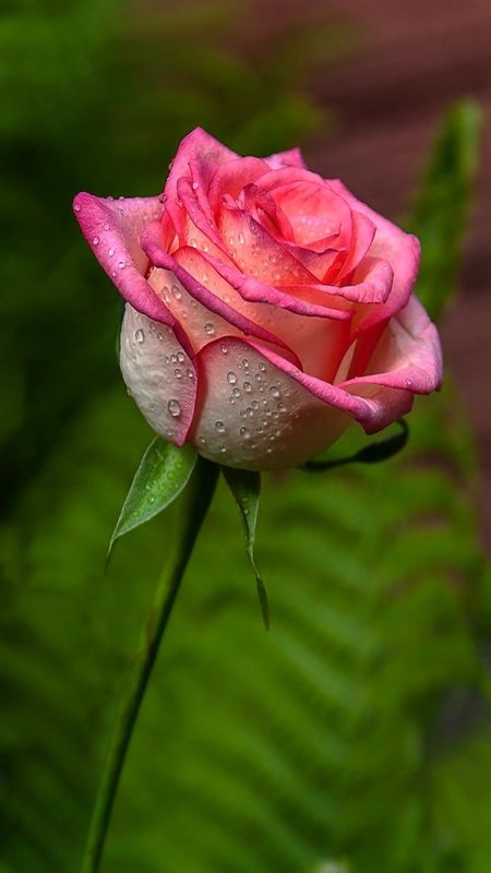 Gulab Ka Phool Image