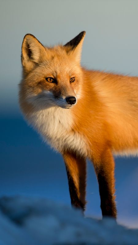 Best Animal Backgrounds