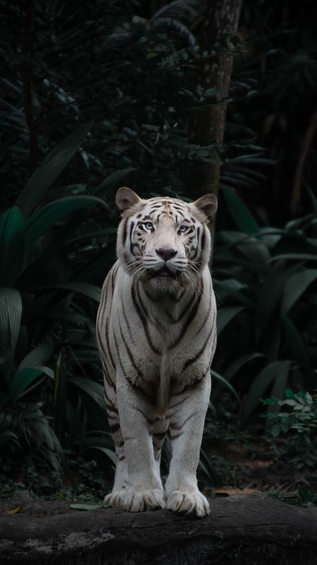 Beautiful Wild Animal Photos