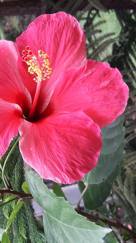 Bunga Raya Wallpaper