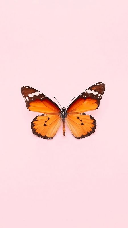 Pink Monarch Butterfly Wallpaper