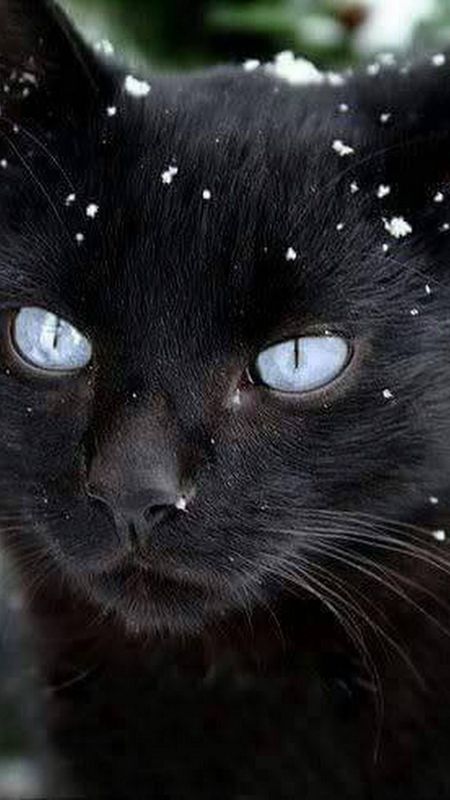 White Cat With Icy Blue Eyes