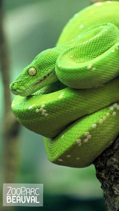 Green Python Wallpaper