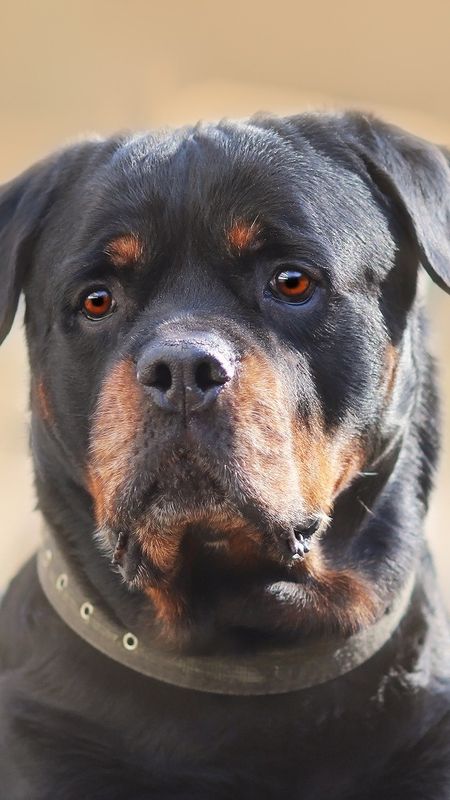 Rottweiler Angry Wallpaper
