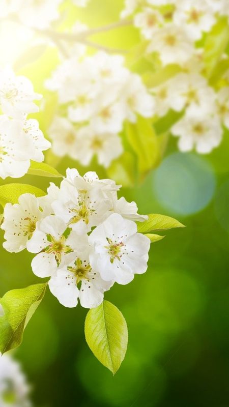 May Nature Wallpaper