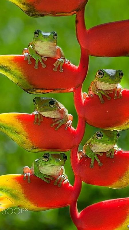 Funny Frog Backgrounds