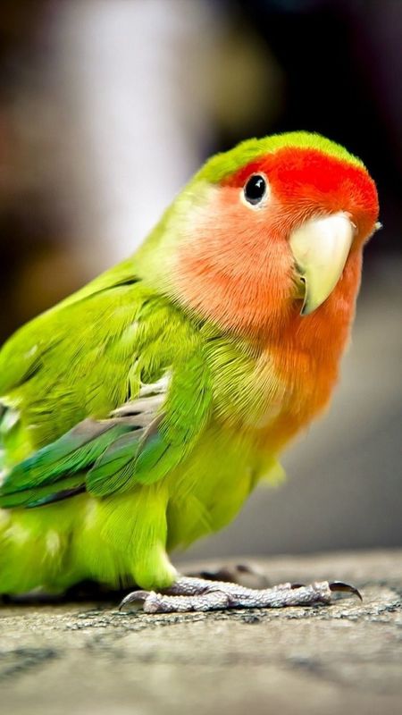 Baby Green Parakeets