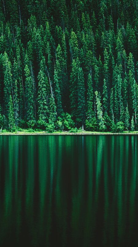 Dark Green Tree Wallpaper